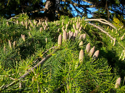 Coniferous – Reduce Your Stormwater